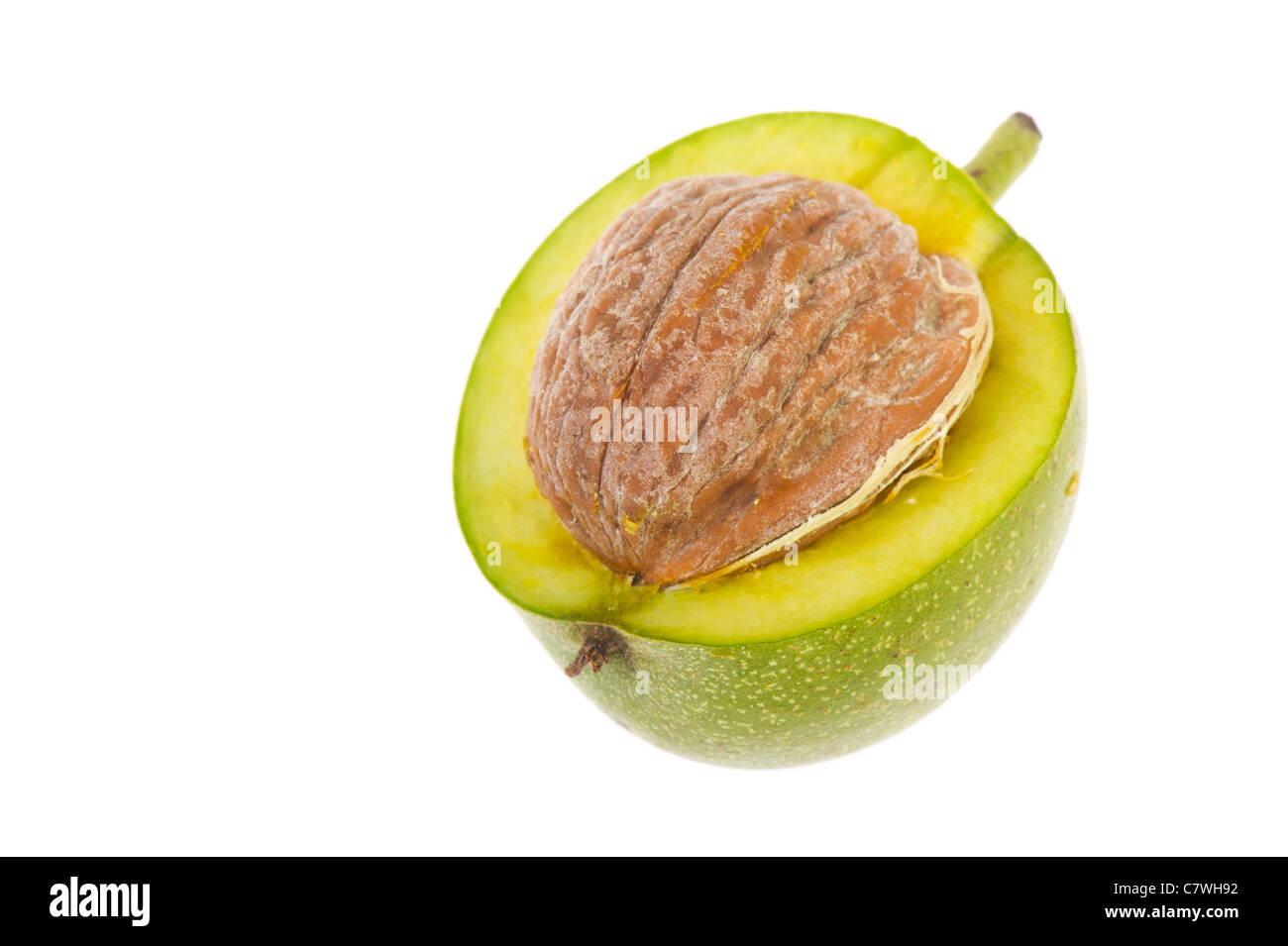 Ripe walnut in green husk isolated over white background Stock Photo ...