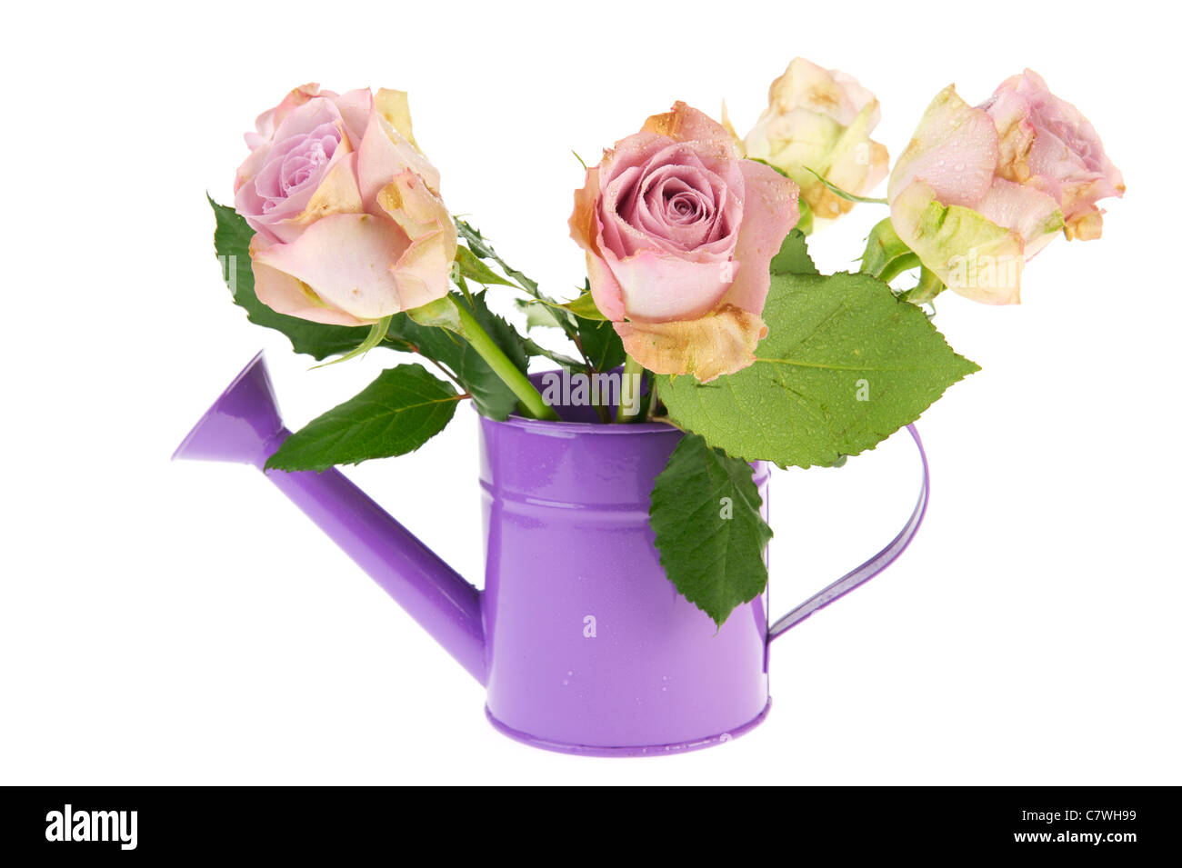 Bouquet purple roses in watering can isolated over white background ...