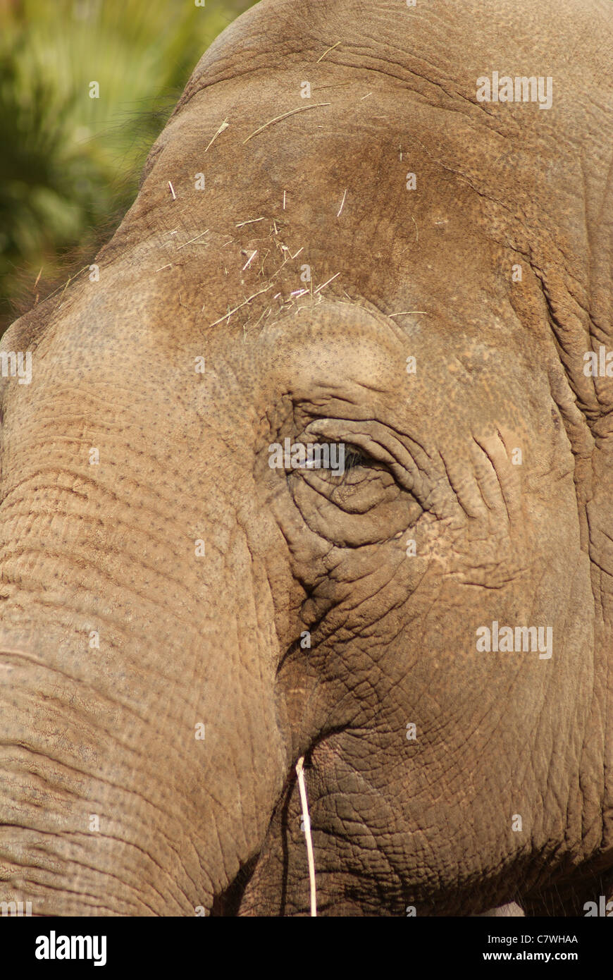 Indian elephant trunk close up hi-res stock photography and images - Alamy
