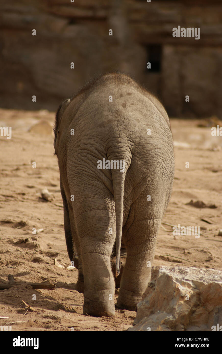Rear view of a baby Asian elephant Stock Photo - Alamy
