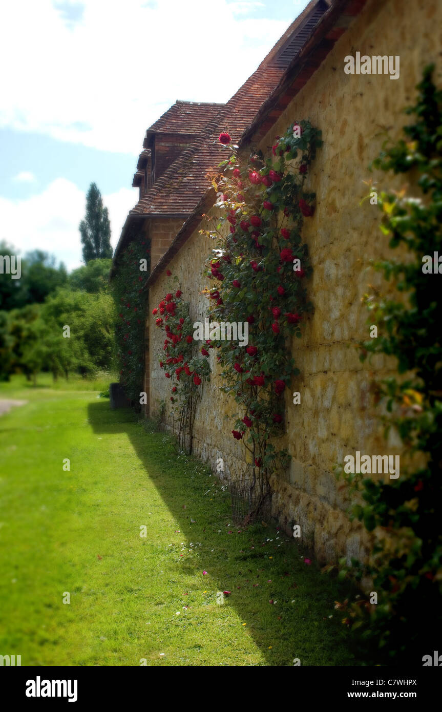 Red climbing roses hi-res stock photography and images - Alamy