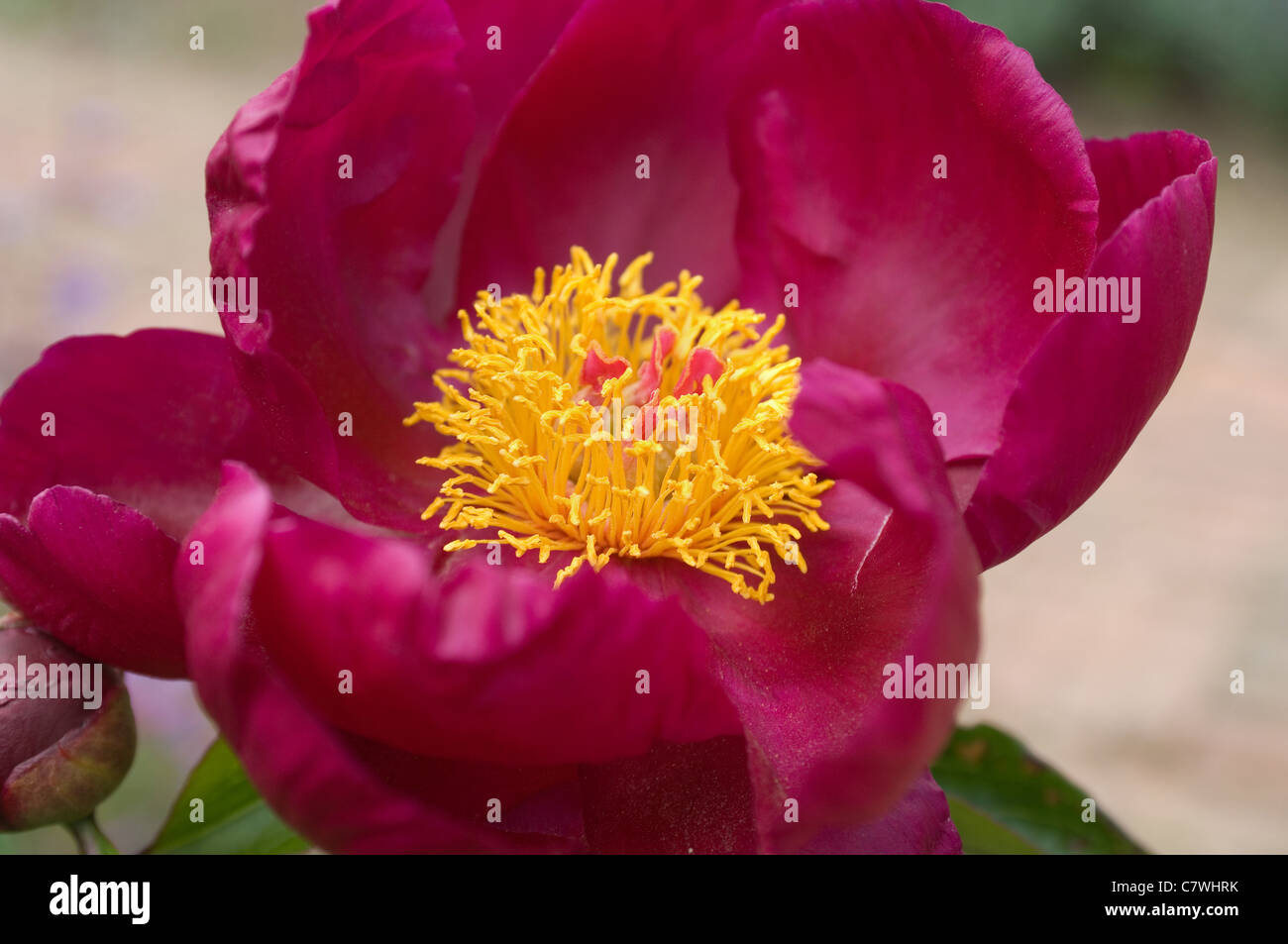 Deep red blooming rose hi-res stock photography and images - Alamy