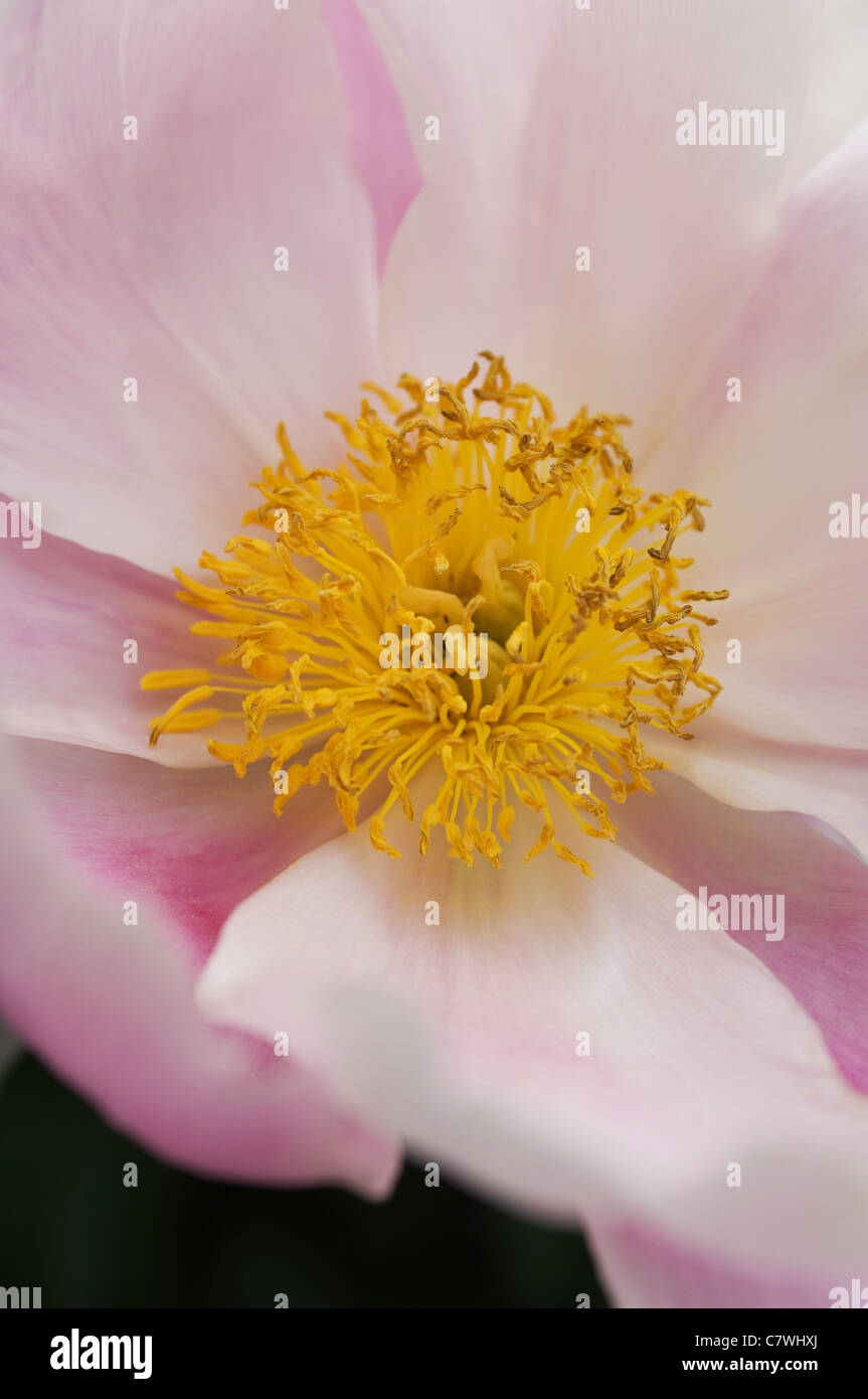 Rose stamen hi-res stock photography and images - Alamy