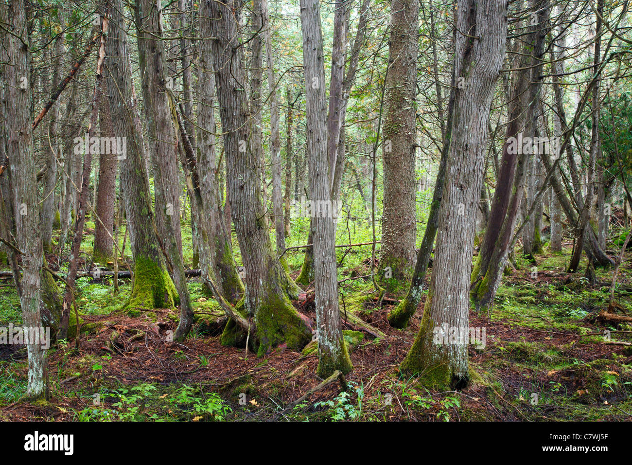 Northern White Cedar Swamp community at Victory Basin Wildlife ...