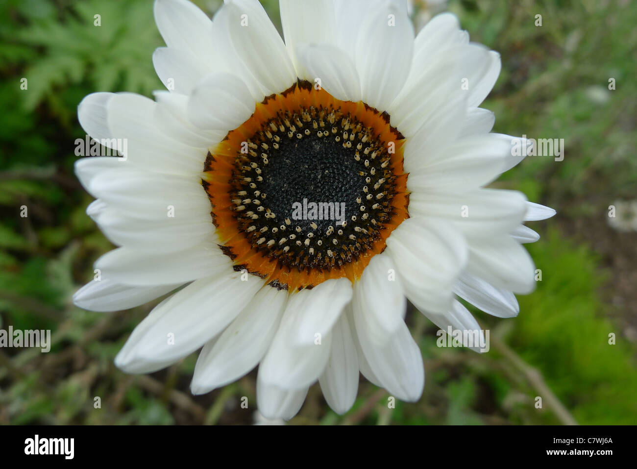 Dramatic daisy flower hi-res stock photography and images - Alamy