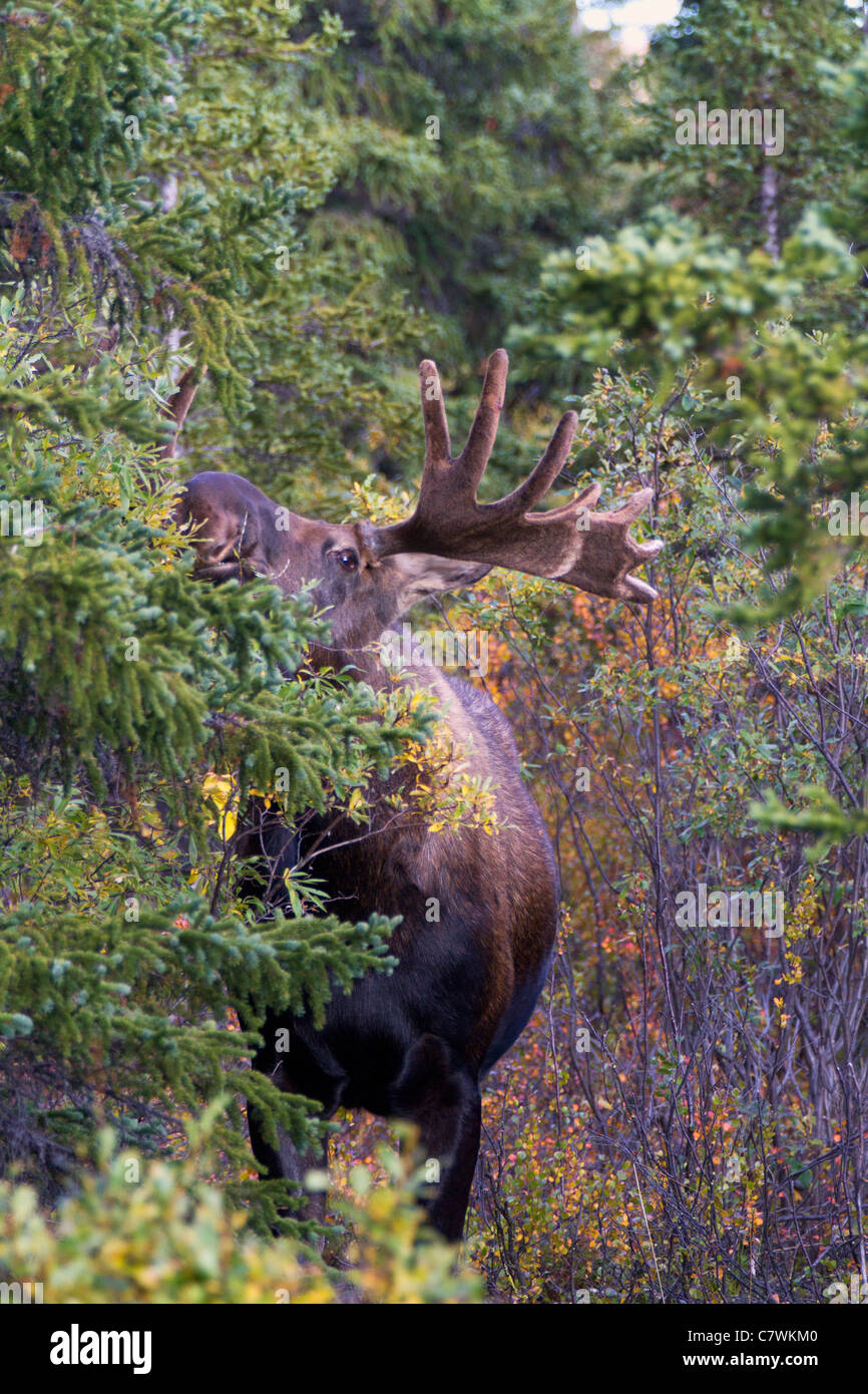 Bull moose alaska hi-res stock photography and images - Alamy