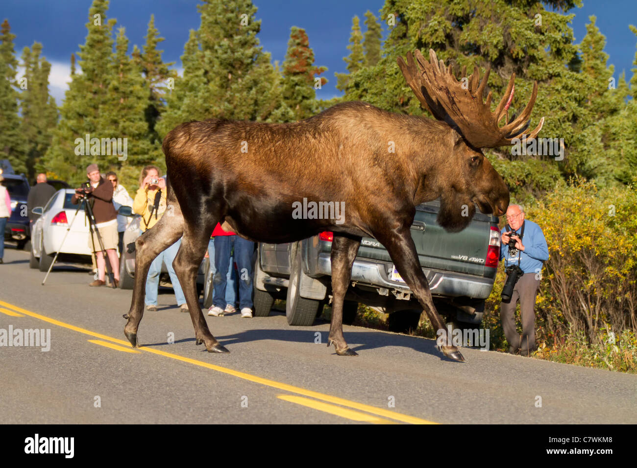 Human with moose hi-res stock photography and images - Alamy