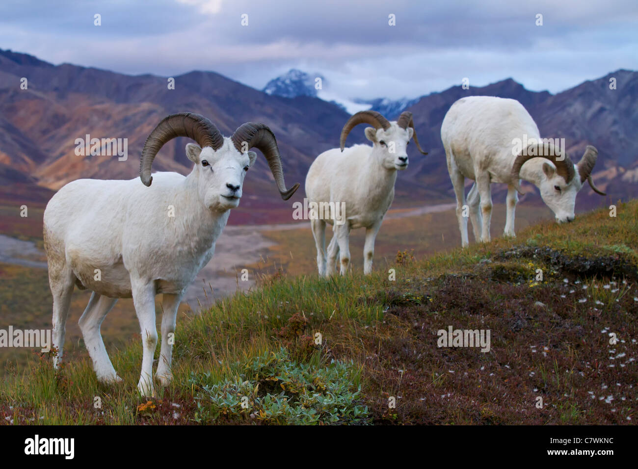 Dall's Sheep in Polychrome Pass, Denali National Park, Alaska Stock ...