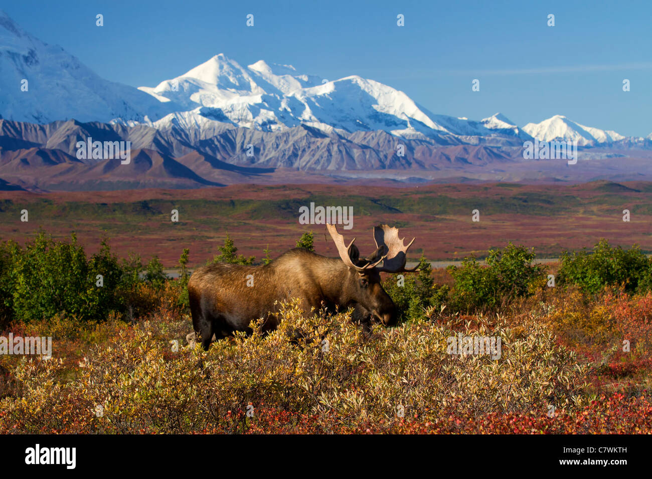 Bull moose in front of Mt McKinley, also called Denali, Denali National ...