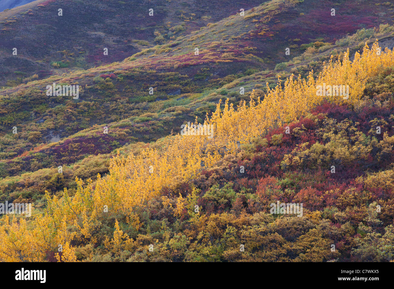 Fall colors, Denali National Park, Alaska Stock Photo - Alamy