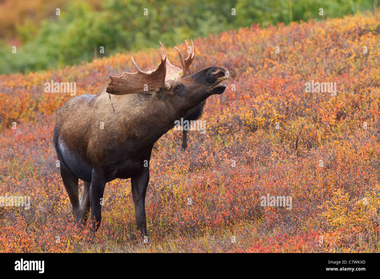 Alaska denali bull moose hi-res stock photography and images - Alamy