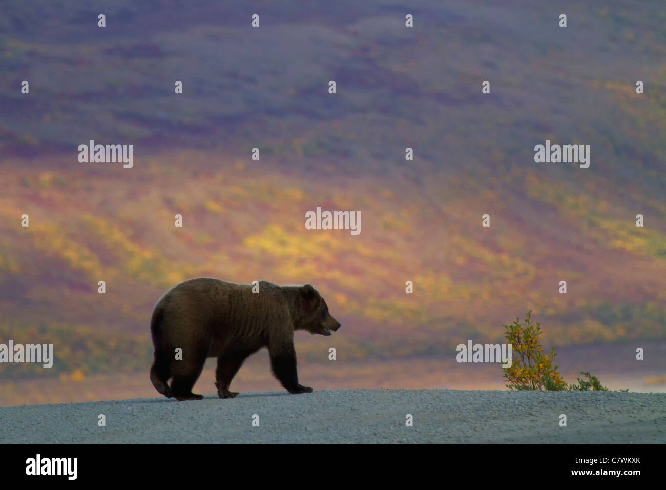 Grizzly Bear, Denali National Park, Alaska Stock Photo - Alamy