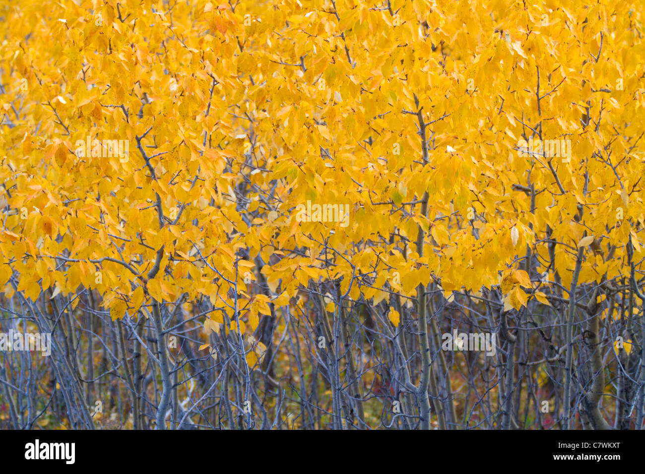 Fall colors, Denali National Park, Alaska Stock Photo - Alamy