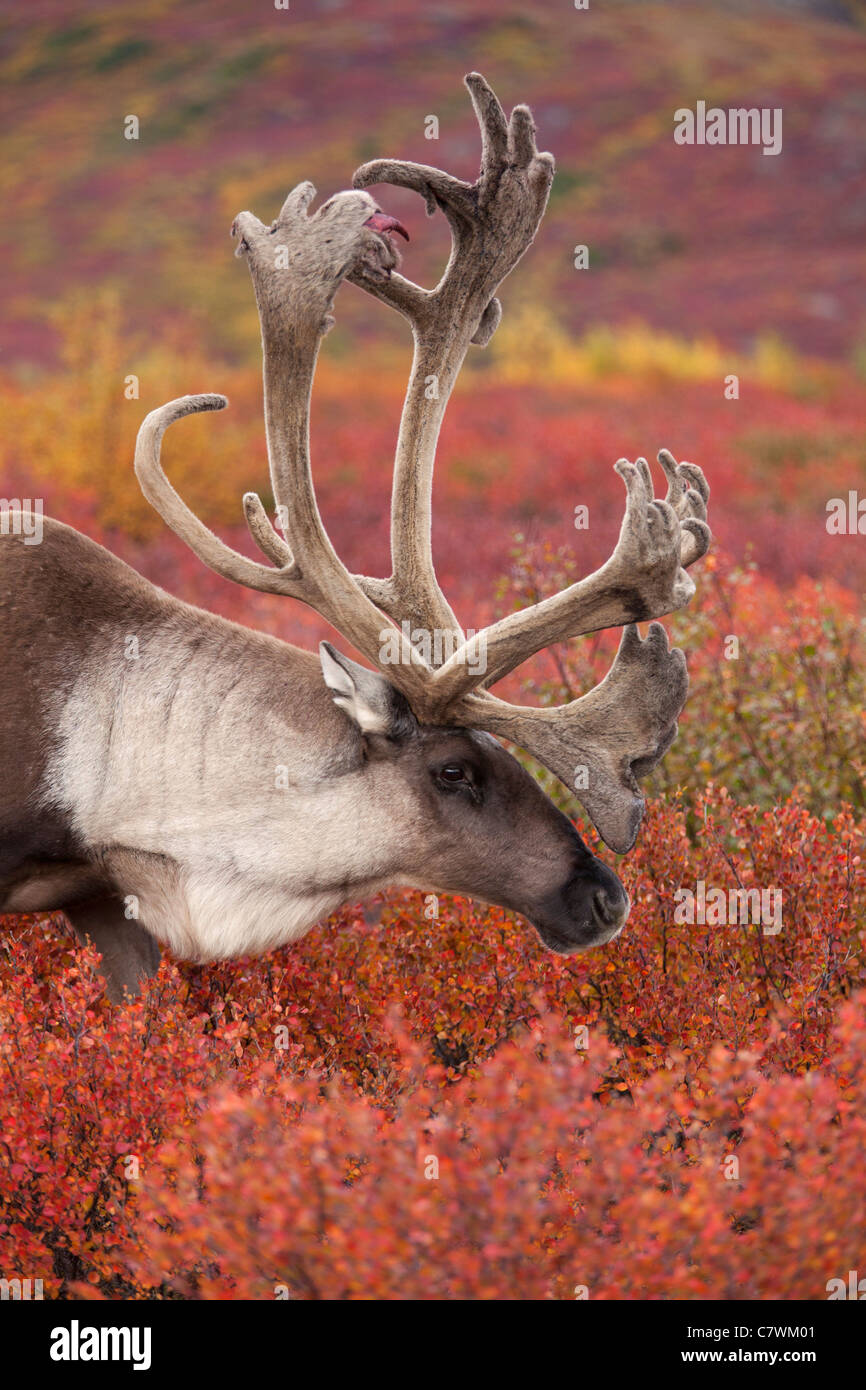 Bull caribou, Denali National Park, Alaska Stock Photo - Alamy