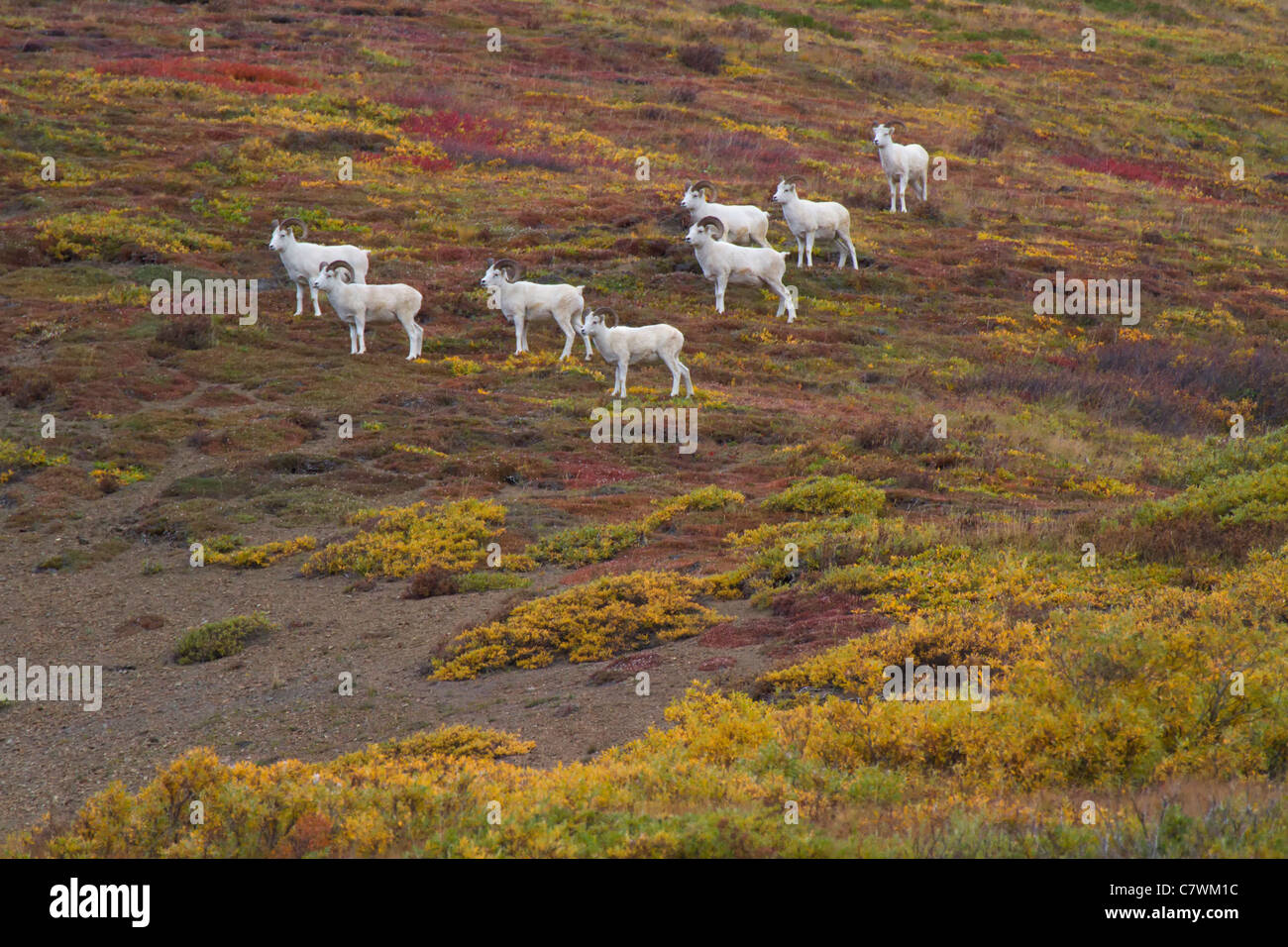 Dalls sheep ovis dalli ram hi-res stock photography and images - Alamy