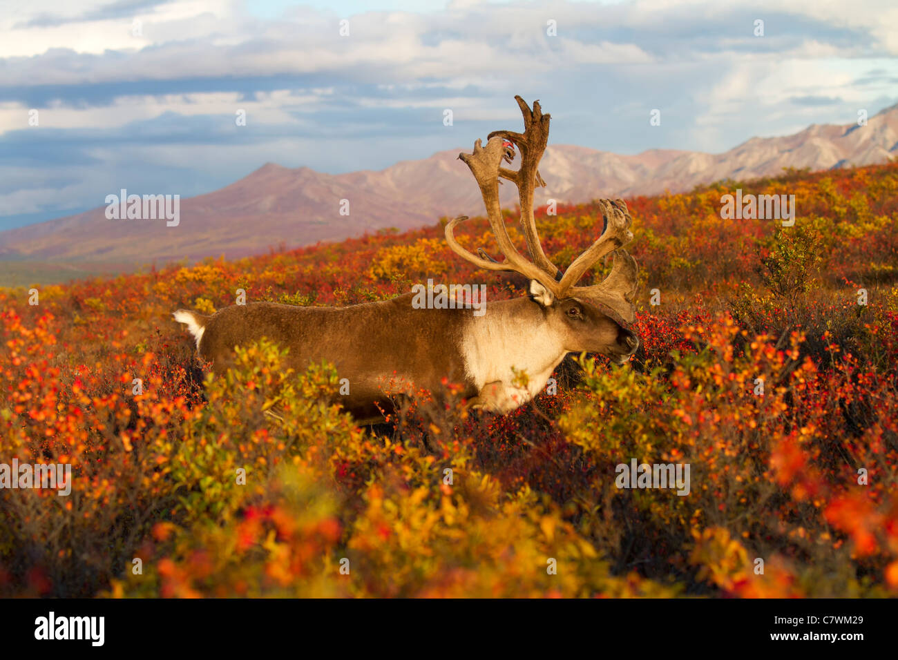 Bull caribou, Denali National Park, Alaska Stock Photo - Alamy