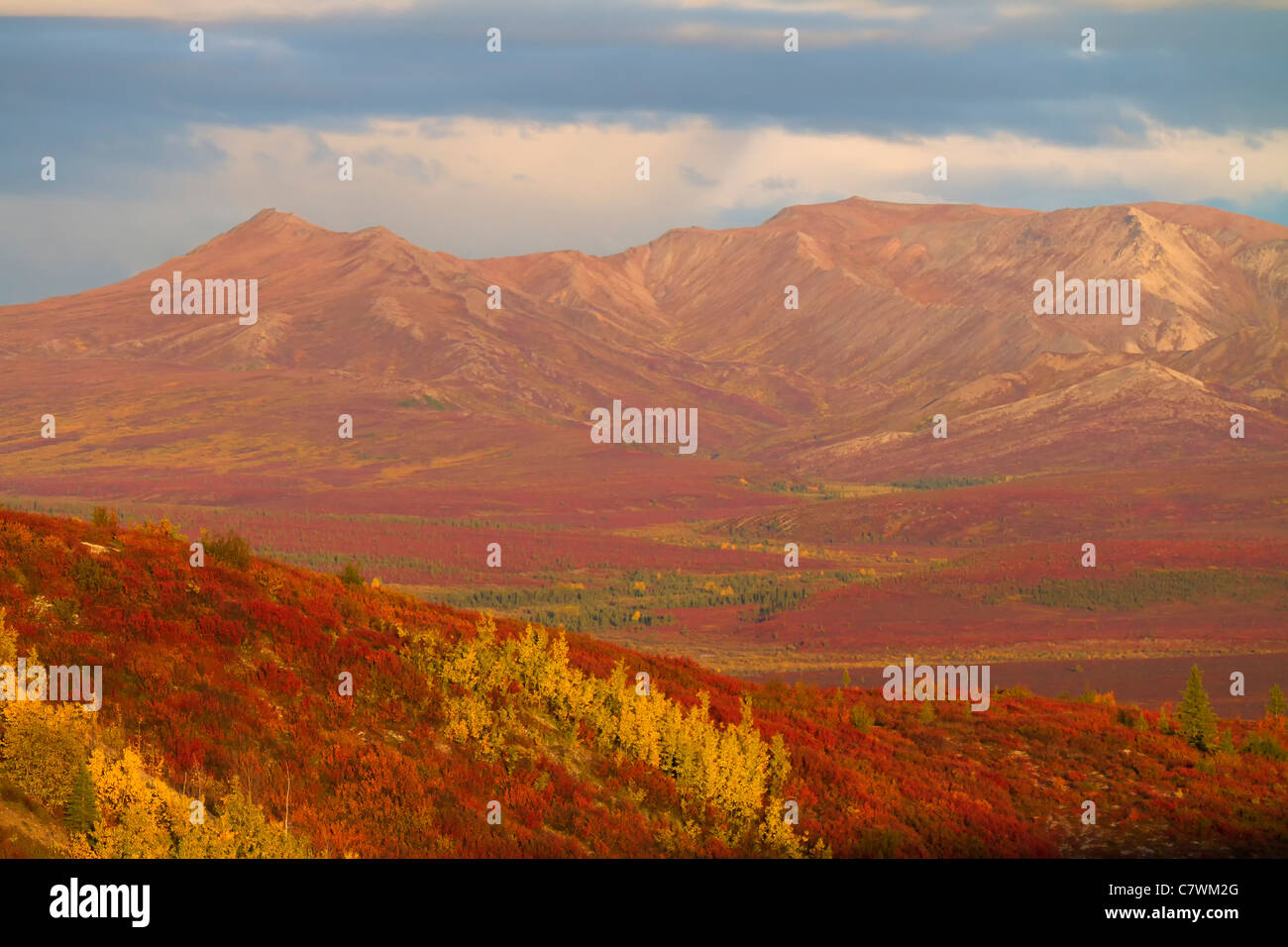 Tundra plants denali national park hi-res stock photography and images ...