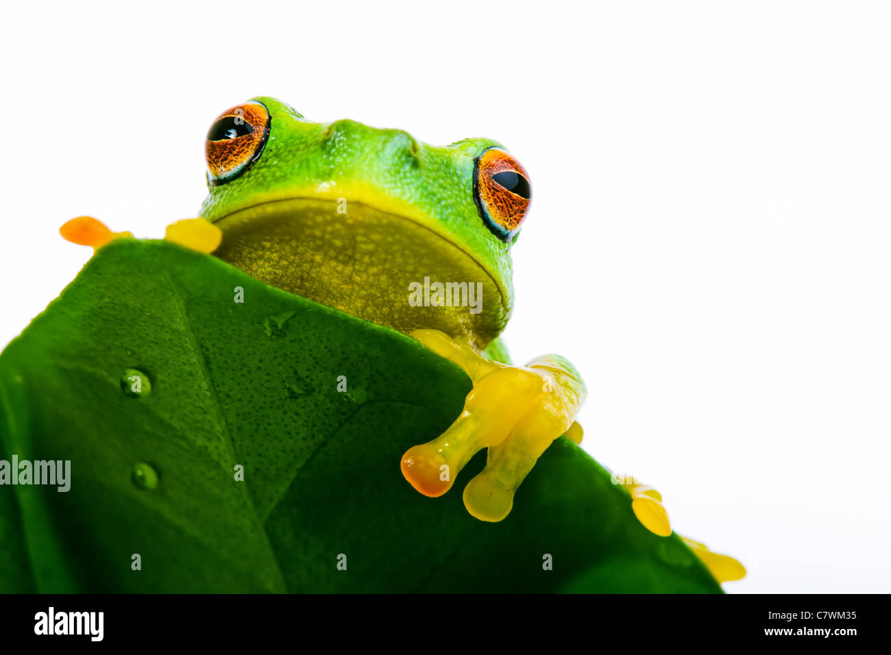 Frog peeking out from behind the wet leaf Stock Photo - Alamy