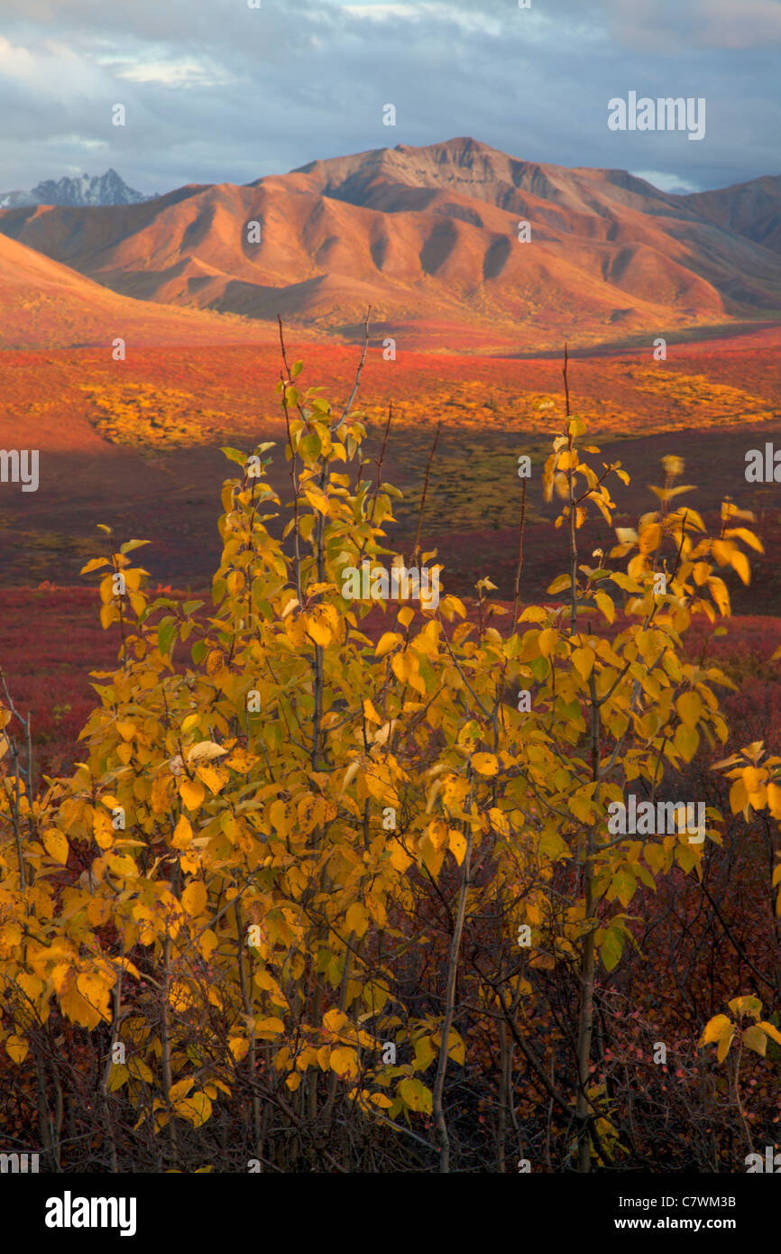 Fall colors, Denali National Park, Alaska Stock Photo - Alamy