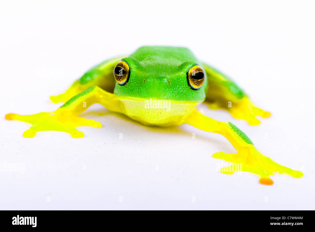 Little tree-frog on white background - close-up Stock Photo - Alamy