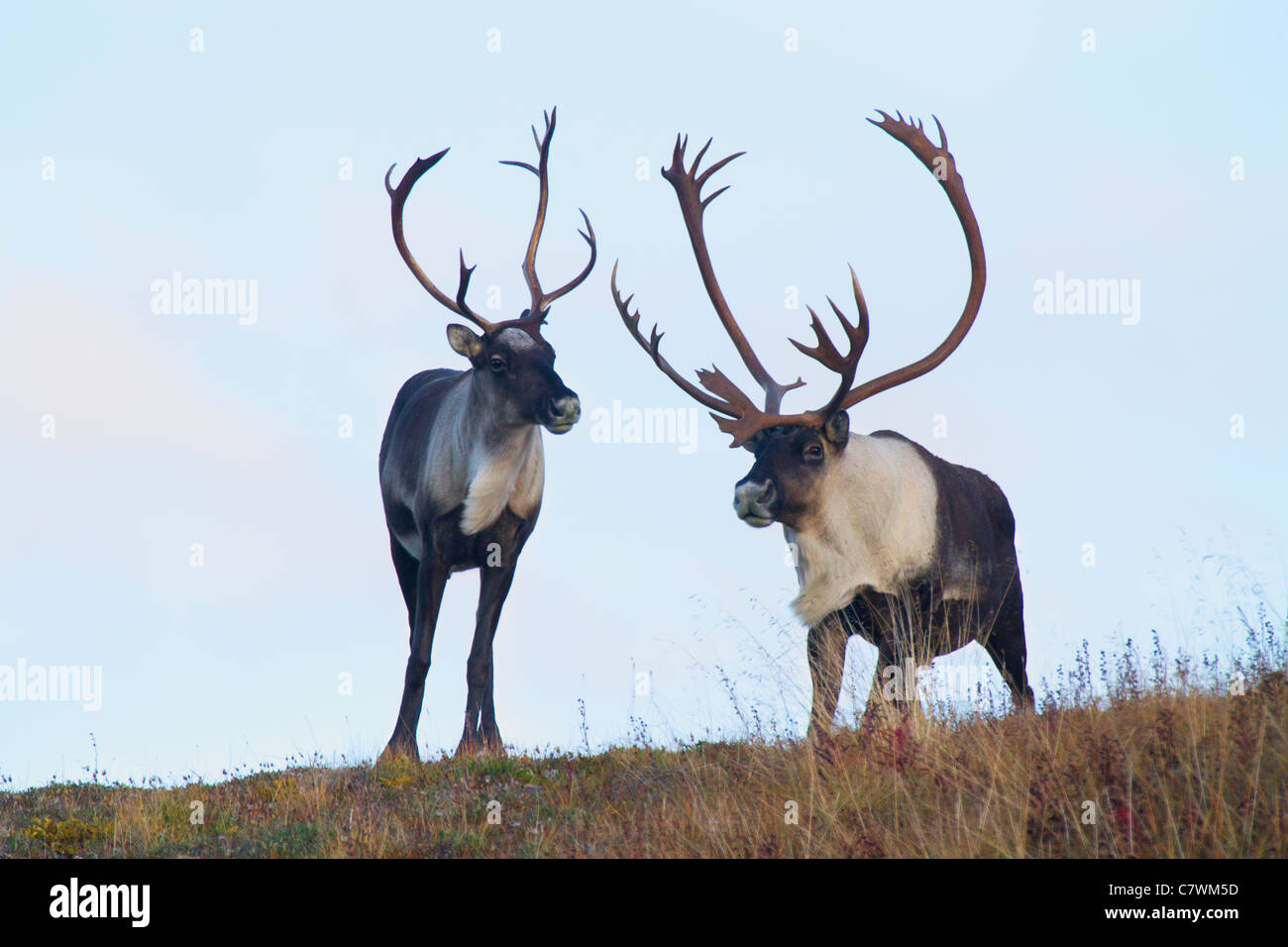 Male caribou fall colors hi-res stock photography and images - Alamy