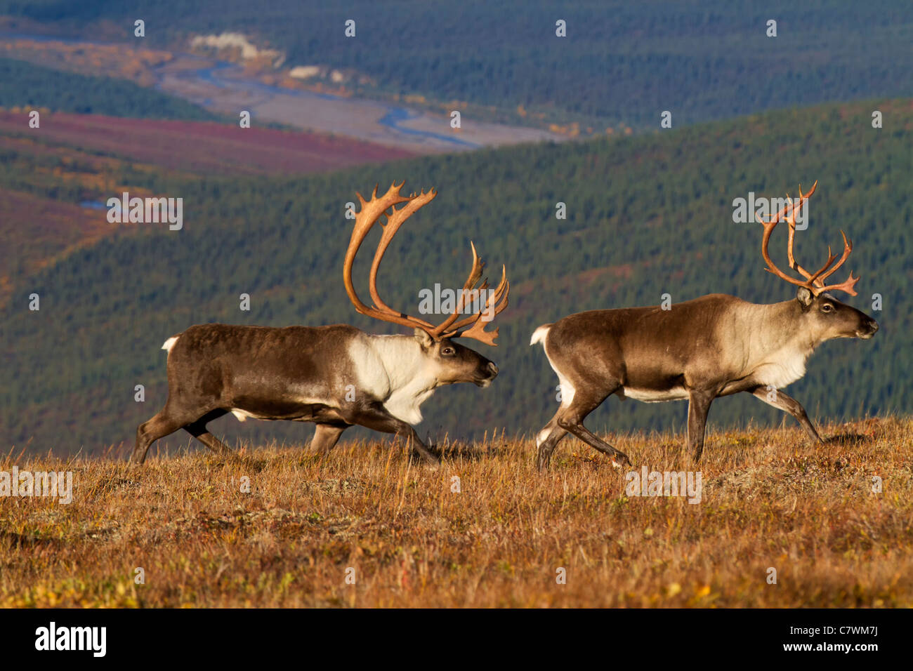 Caribou hi-res stock photography and images - Alamy