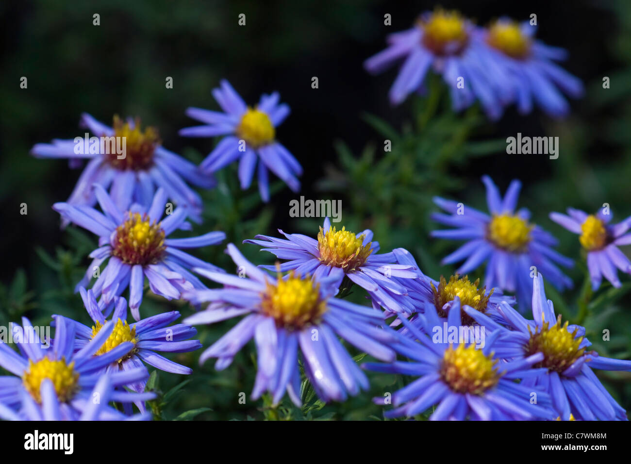 Himalaicus hi-res stock photography and images - Alamy