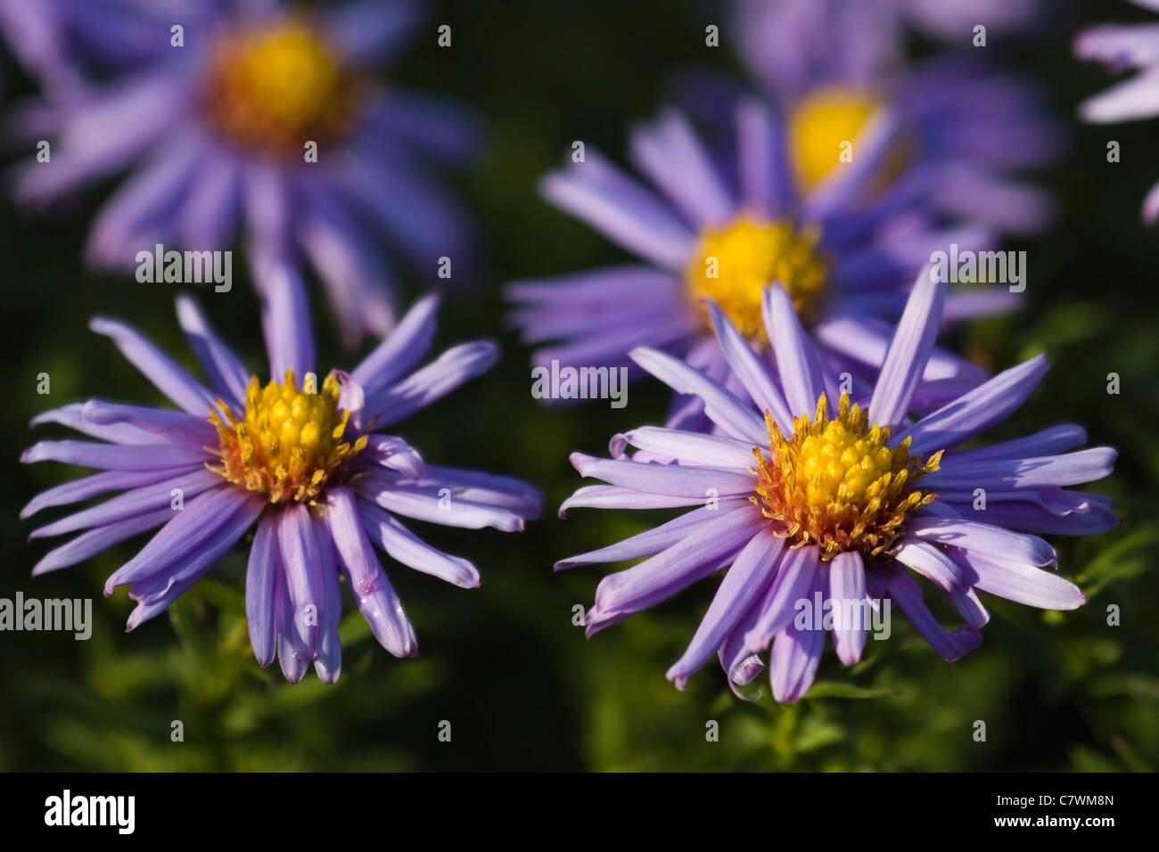 Aster himalaicus hi-res stock photography and images - Alamy