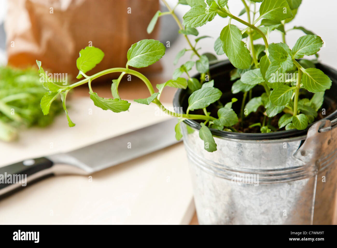 Pot with fresh mint on a wooden board Stock Photo - Alamy