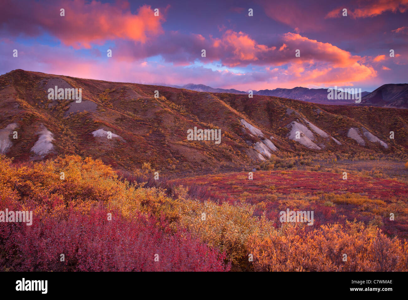 Sunset in Sable Pass, Denali National Park, Alaska Stock Photo - Alamy