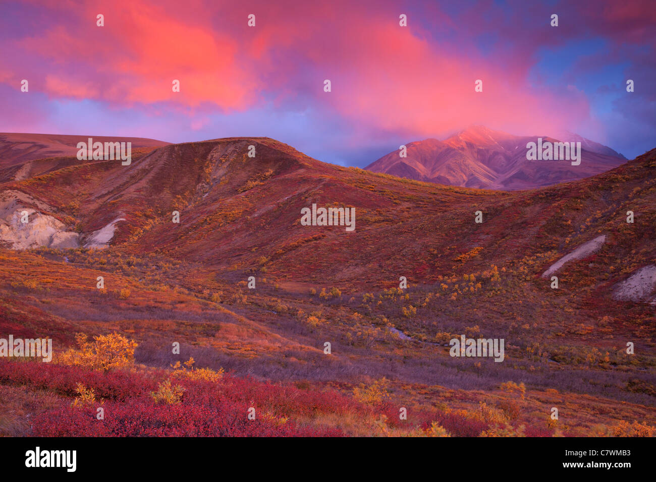 Sunset in Sable Pass, Denali National Park, Alaska Stock Photo - Alamy