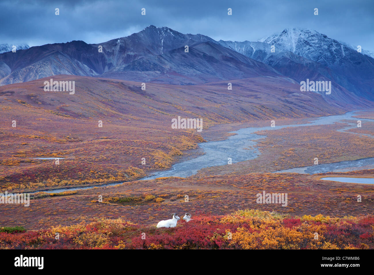 Dall's sheep in Polychrome Pass, Denali National Park, Alaska Stock ...