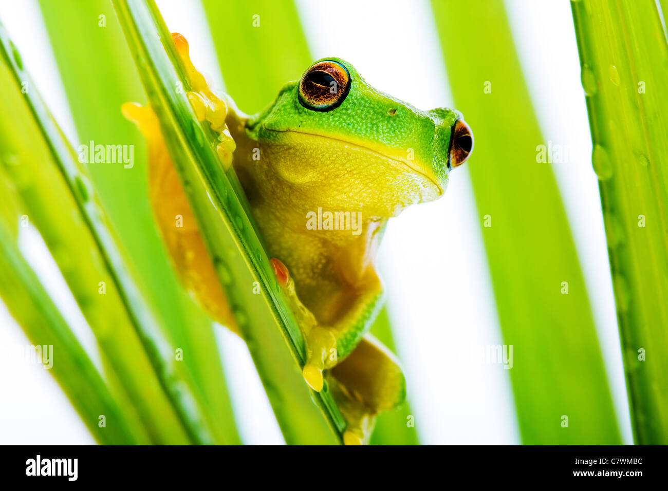 Isolated tree frog hi-res stock photography and images - Alamy