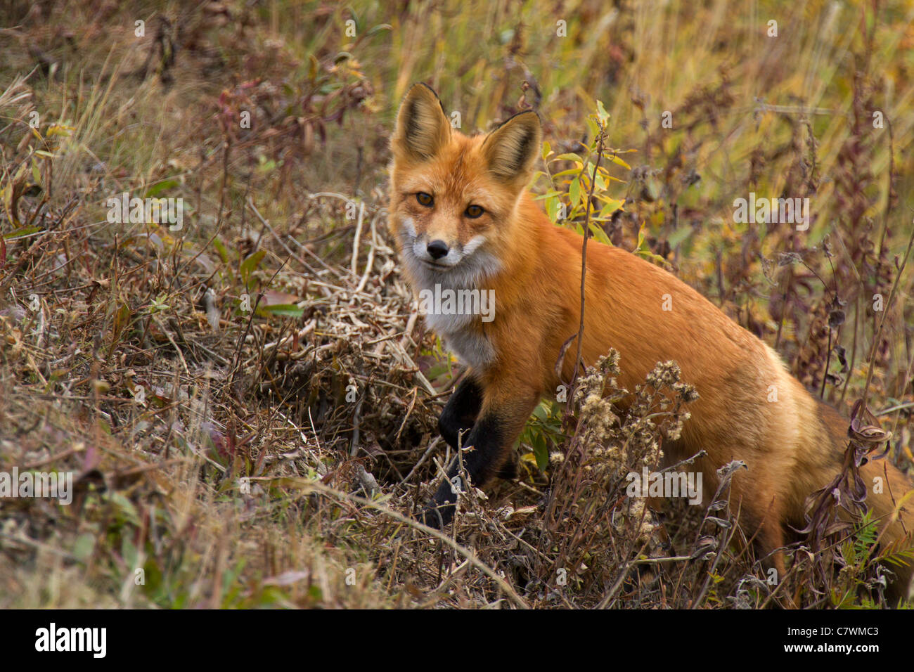 Red fox, Denali National Park, Alaska Stock Photo - Alamy