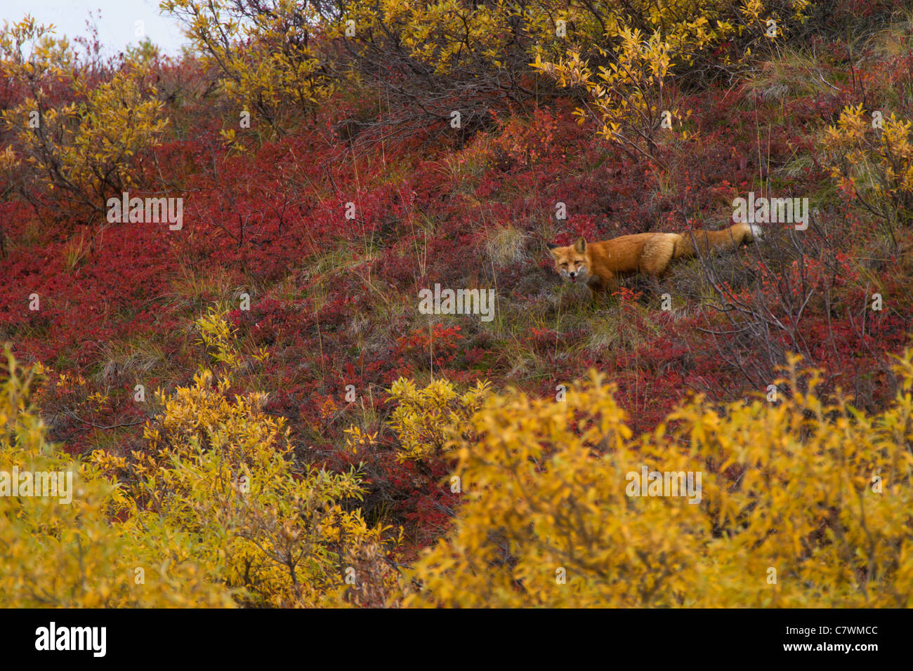 Red fox, Denali National Park, Alaska Stock Photo - Alamy