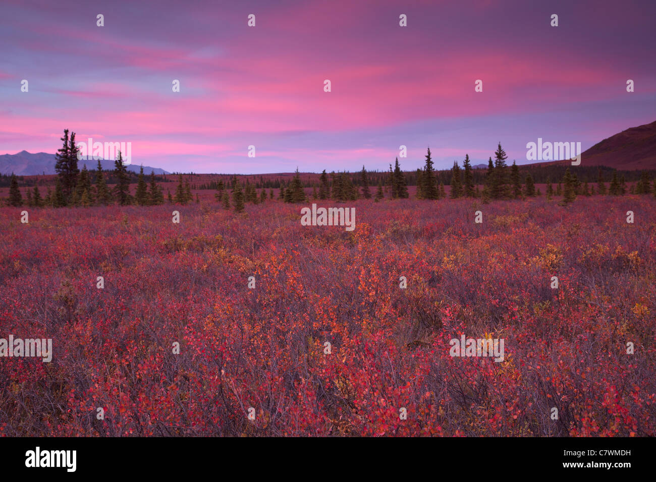 Sunset at Teklanika, Denali National Park, Alaska Stock Photo - Alamy
