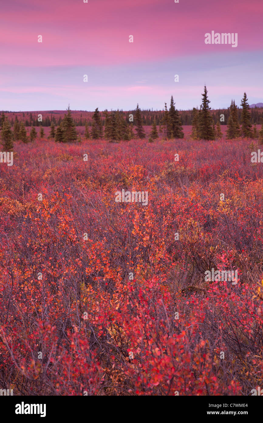 Sunset at Teklanika, Denali National Park, Alaska Stock Photo - Alamy