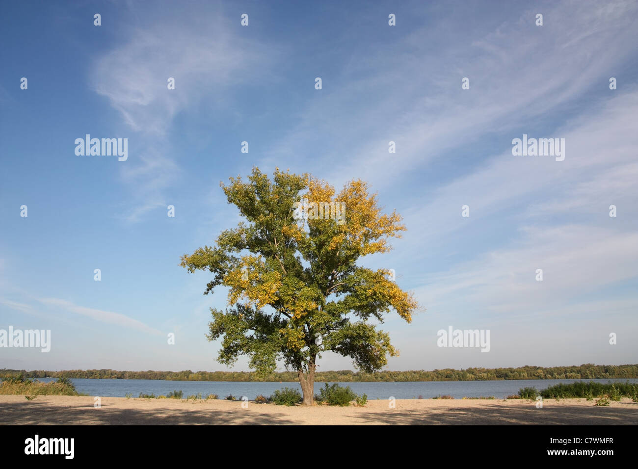 Tree on river bank against the sky Stock Photo - Alamy