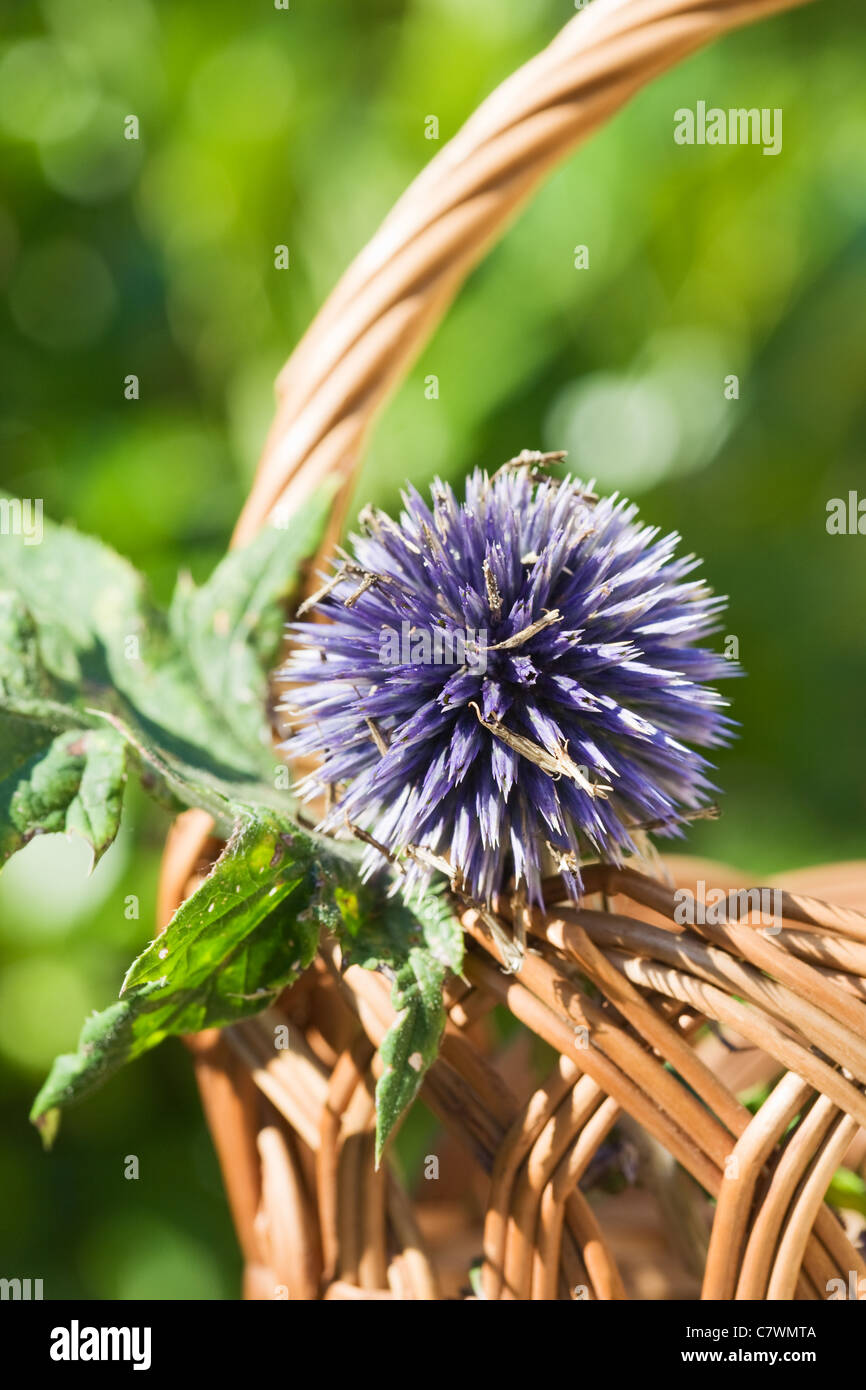 Blue thistle in sunlight hi-res stock photography and images - Alamy