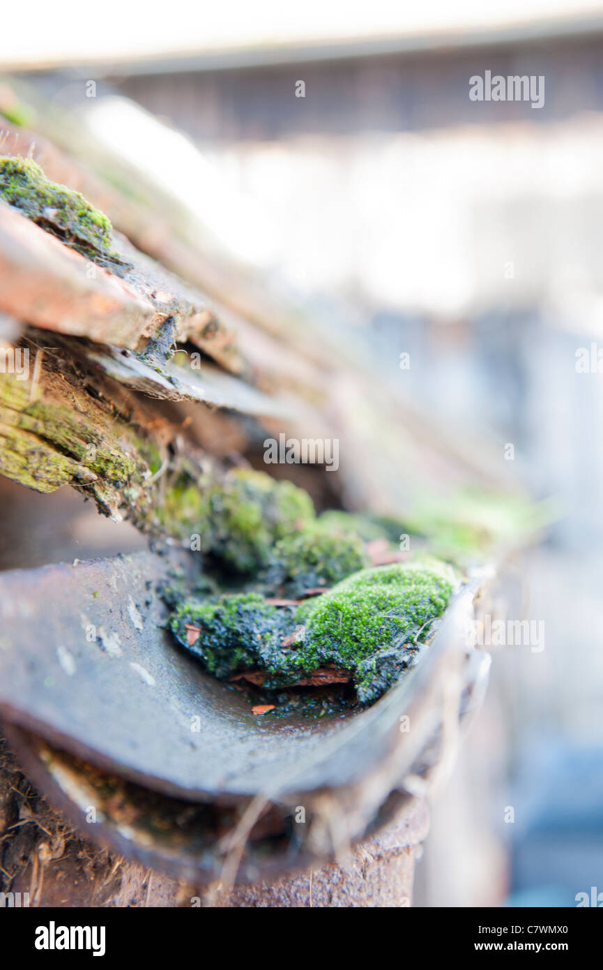 Moss growing in a drain pipe gutter Stock Photo - Alamy