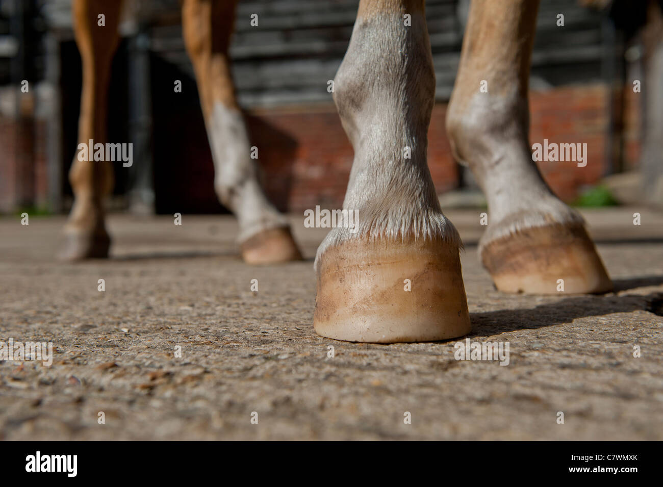 Horse feet hi-res stock photography and images - Alamy
