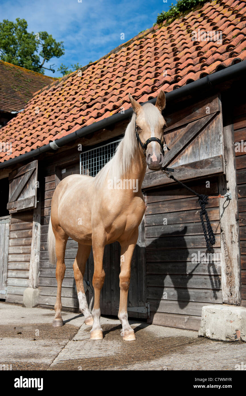 Beige Pony standing tethered outside stable barn in summer in south ...