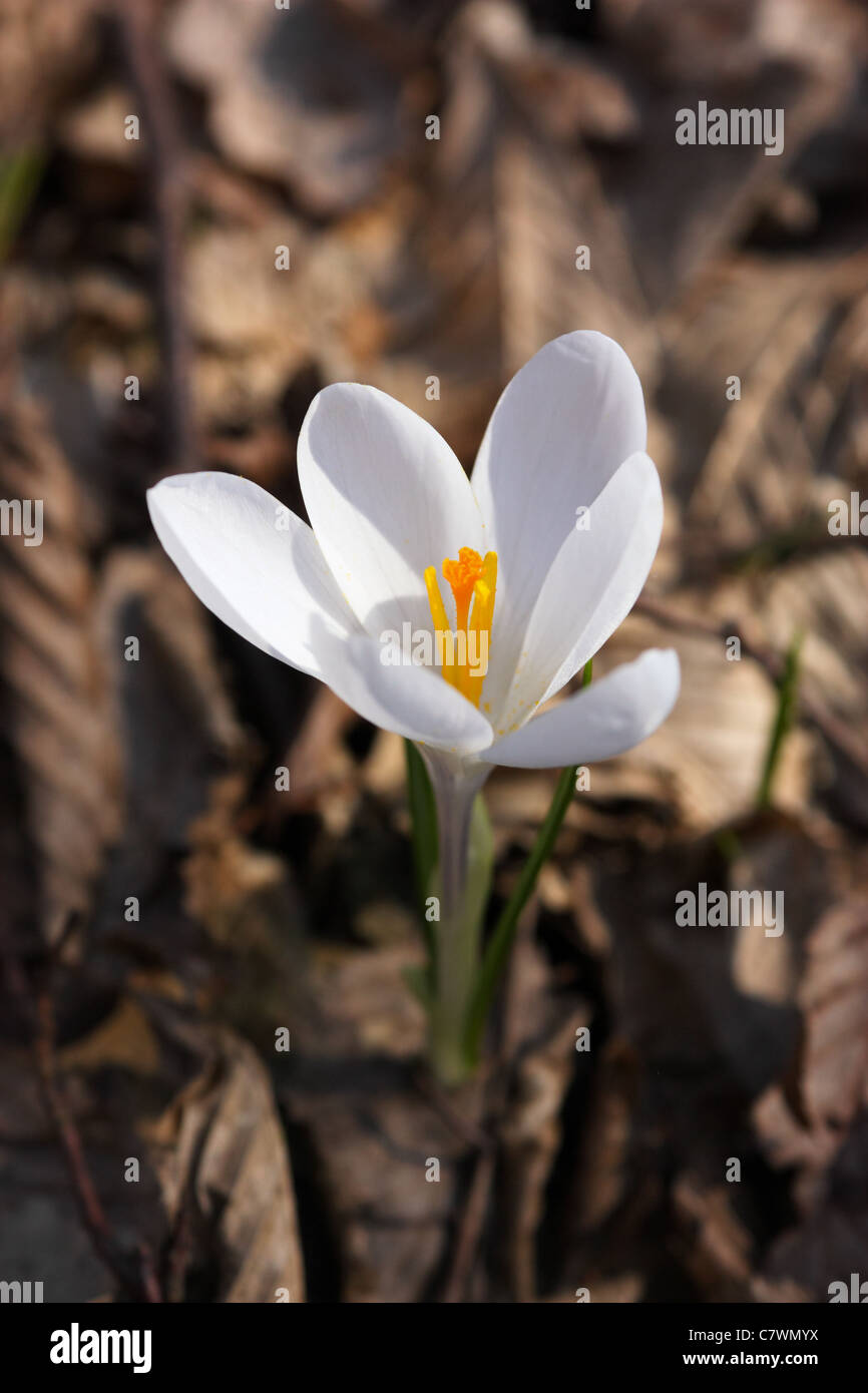 Beautiful white saffron spring flower amid dried leaves Stock Photo - Alamy