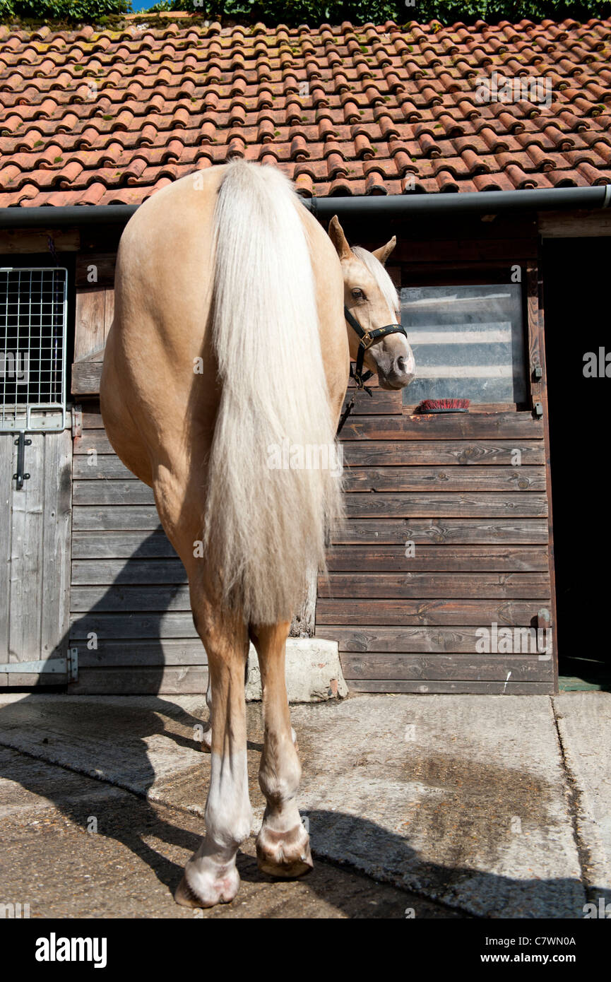 White horse rear end hi-res stock photography and images - Alamy