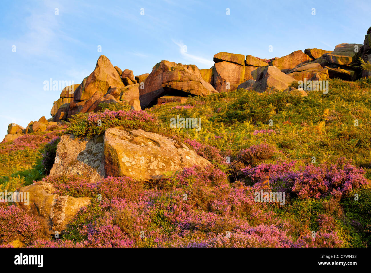 Heather on Ilkley moor, North Yorkshire Stock Photo - Alamy