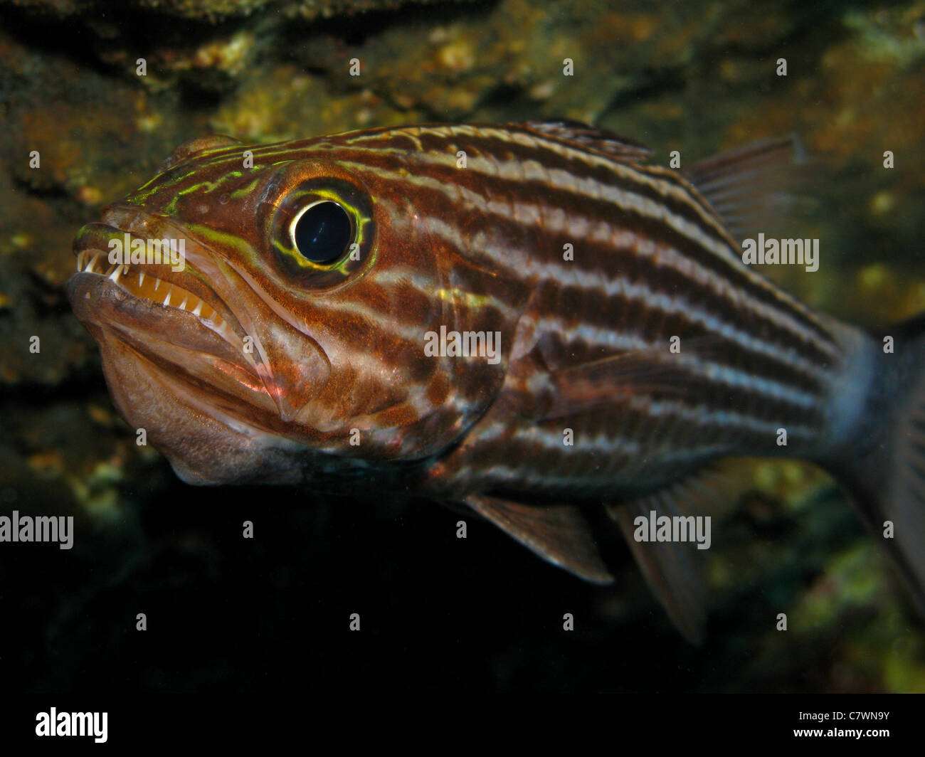 Tiger Cardinalfish - Cheilodipterus macrodon Stock Photo - Alamy