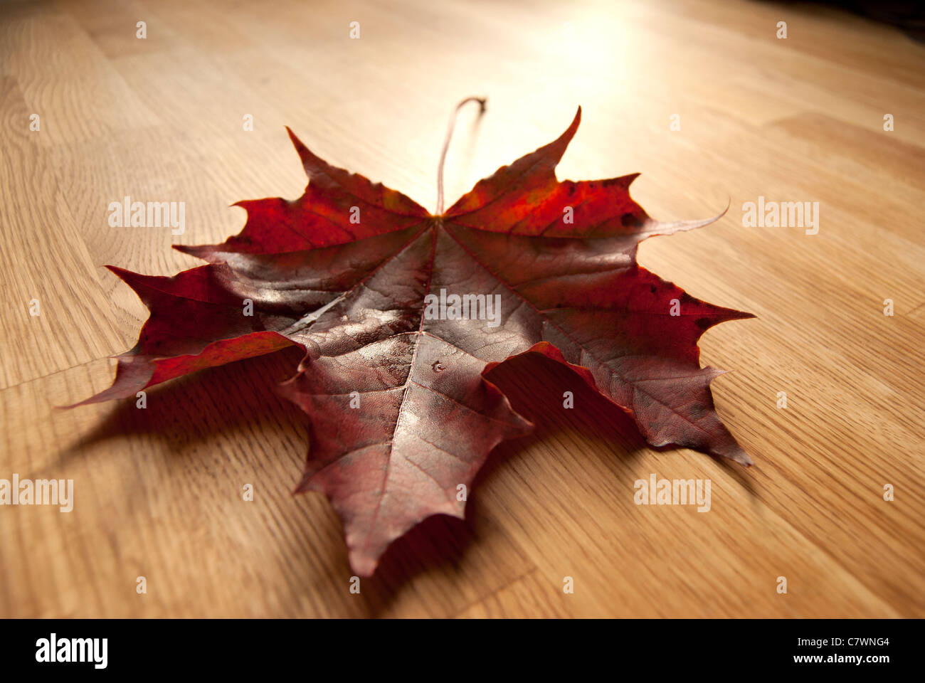 Isolated autumn leaf Stock Photo - Alamy