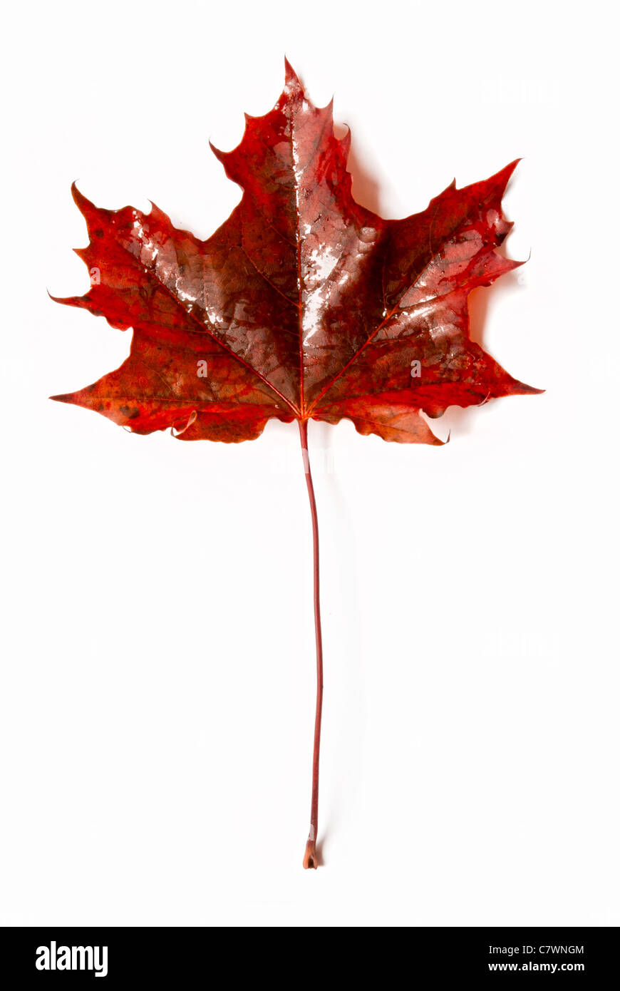 Isolated autumn leaf Stock Photo - Alamy