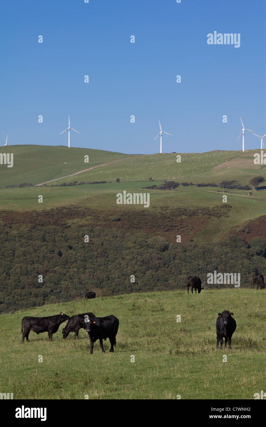 Welsh Black cattle at Mynydd Gorddu Stock Photo - Alamy