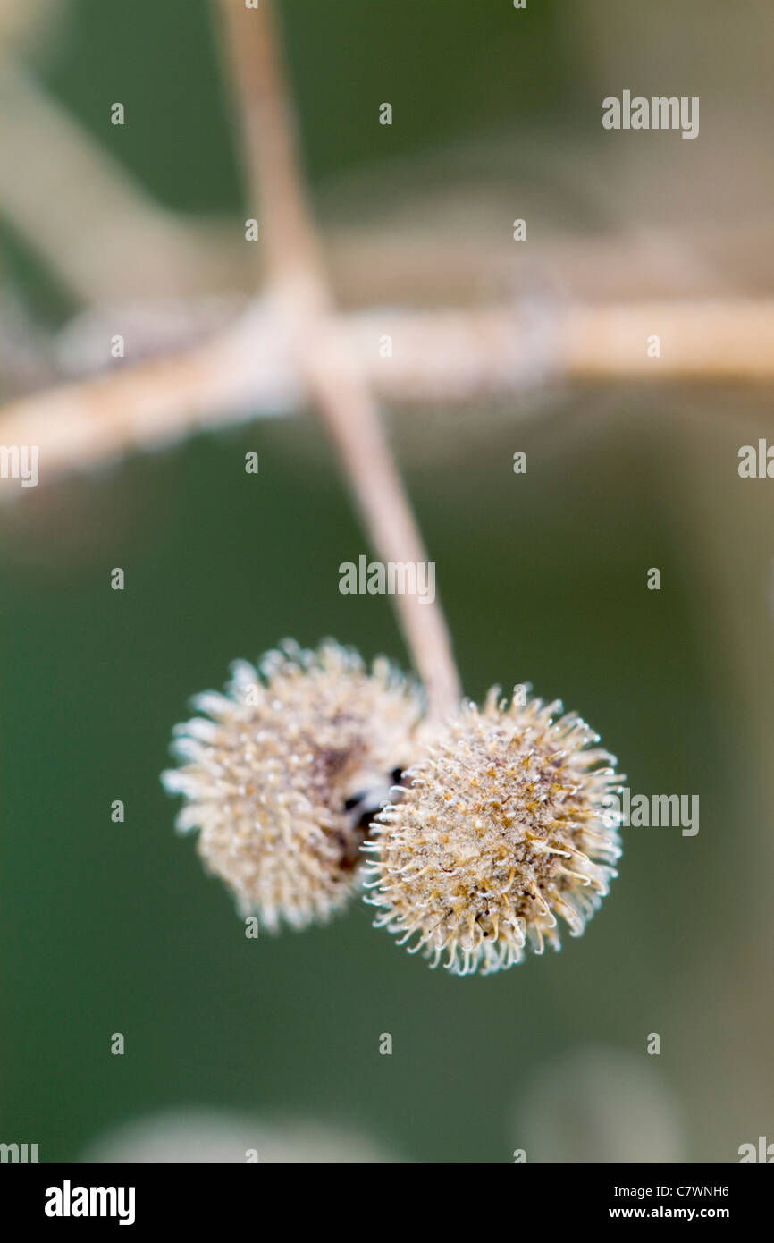 Goosegrass or Cleavers; Galium aparine; Cornwall; UK Stock Photo - Alamy